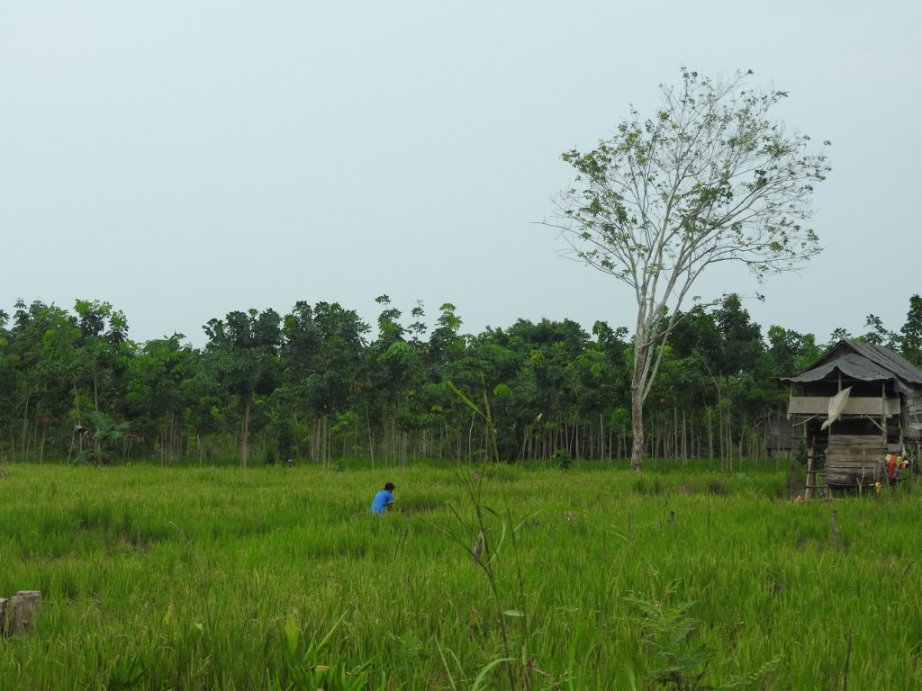 Padi Ladang Bertahan di Antara Perkebunan Karet dan Pipa Migas – tatkala.co