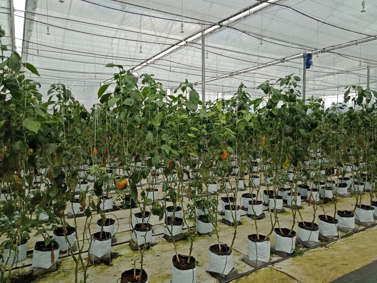 I Nyoman Mara, Petani Paprika dari Pancasari, Maju dan Sukses dengan ...