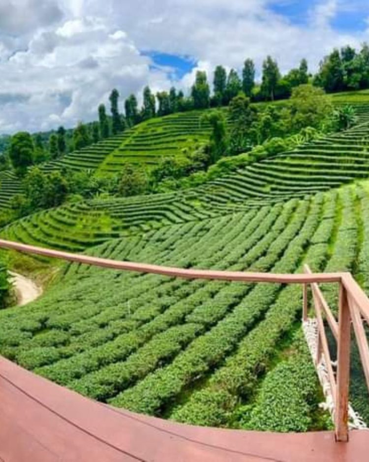 Mae Salong, Desa Thailand Rasa China – tatkala.co