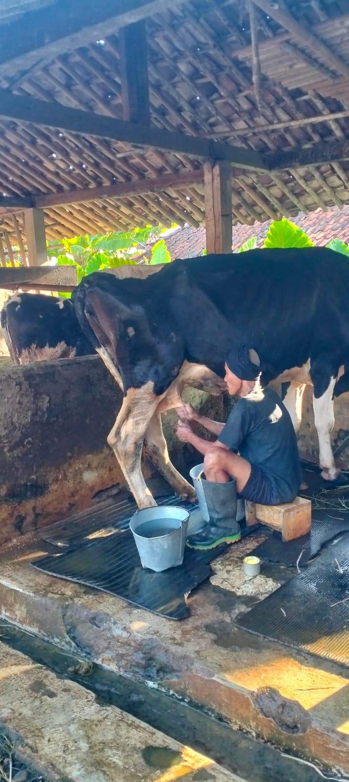 Emas Hijau dari Kandang: Solusi Cerdas Kelola Limbah Sapi Perah untuk ...
